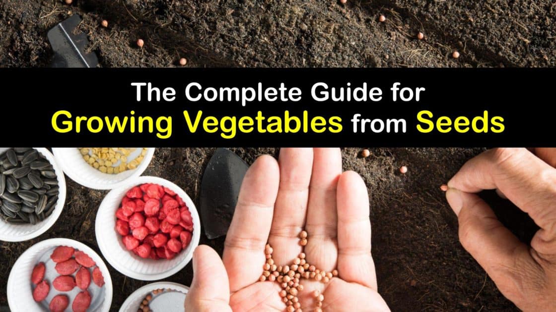 Everything You Need to Know about Growing Vegetable Seeds