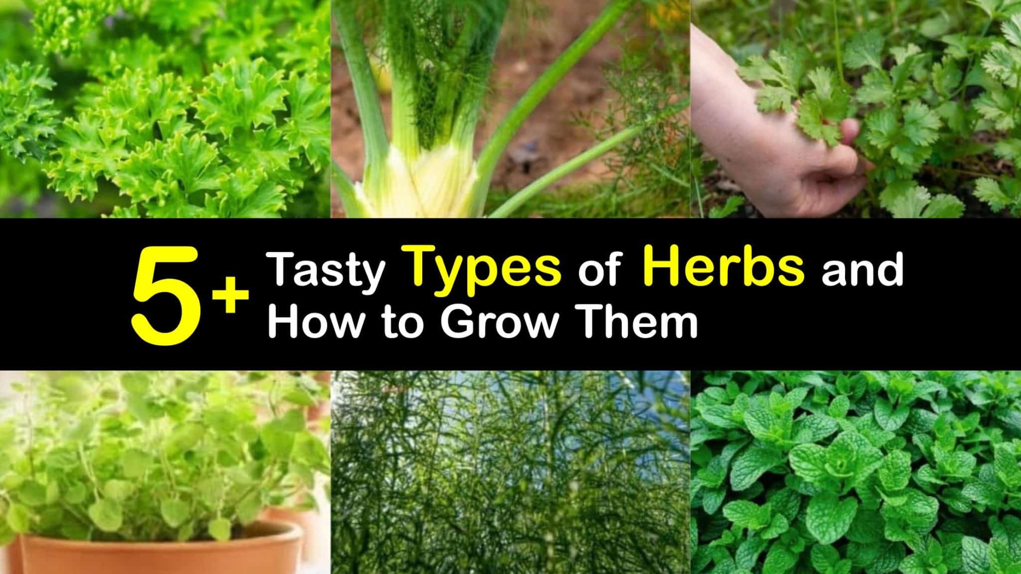 Herb Varieties - Choosing between Herb Types