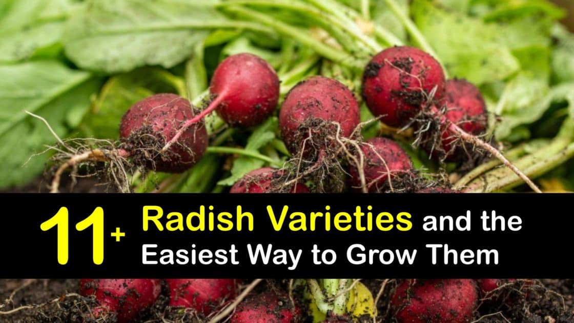 Radish Varieties - Amazing Kinds of Radish Plants