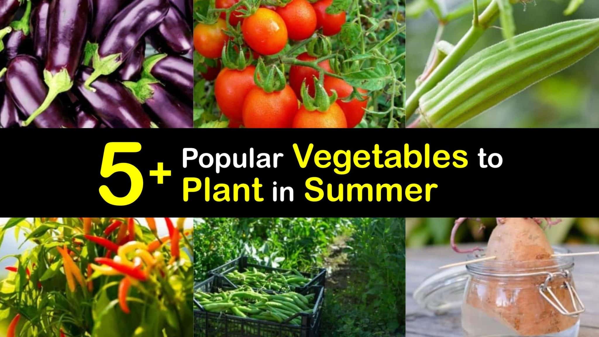 Summer Planted Vegetables - Best Veggies to Grow in Summer