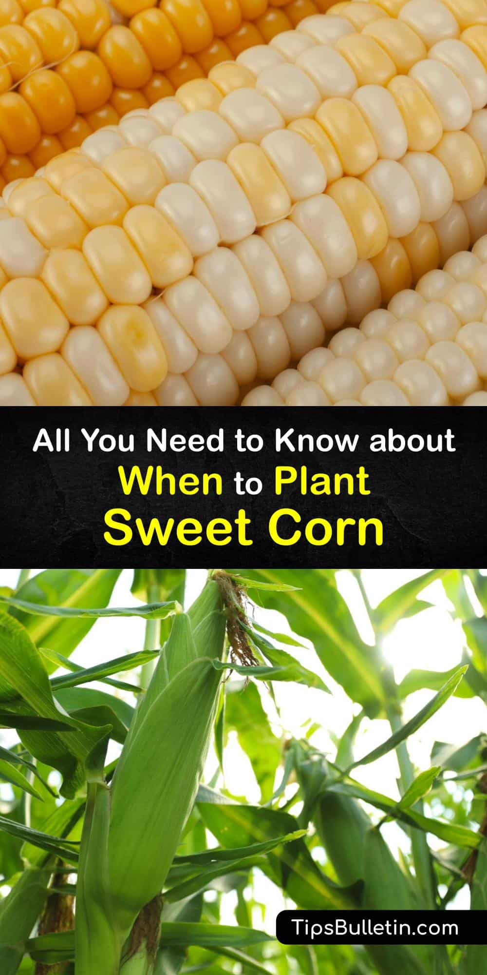 Growing Sweet Corn Plants - Best Time for Planting Sweet Corn
