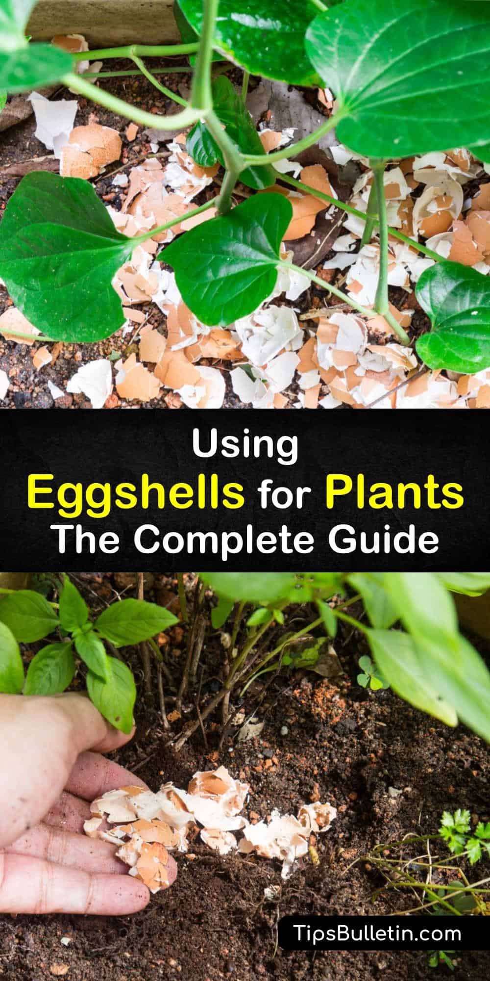 DIY Fertilizer - Using Eggshells for Plants
