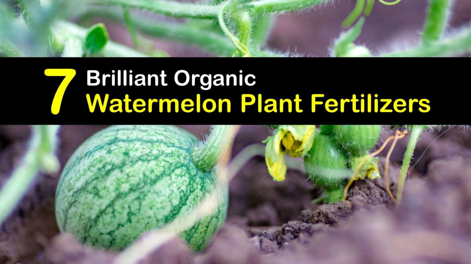 Easy Watermelon Food - Fertilizing Watermelon Plants Yourself