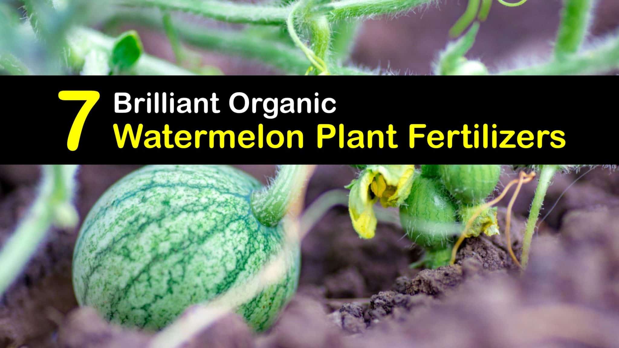 Easy Watermelon Food - Fertilizing Watermelon Plants Yourself
