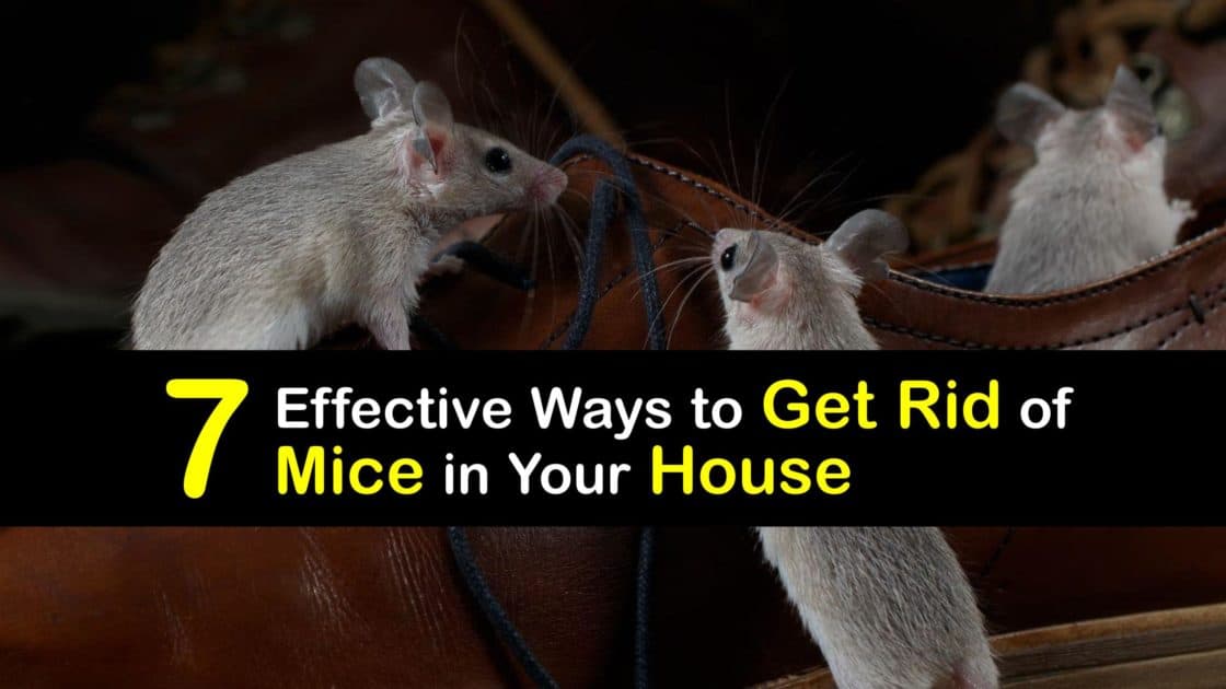 Mouse Control - Smart Ways to Get Rid of Mice in the House