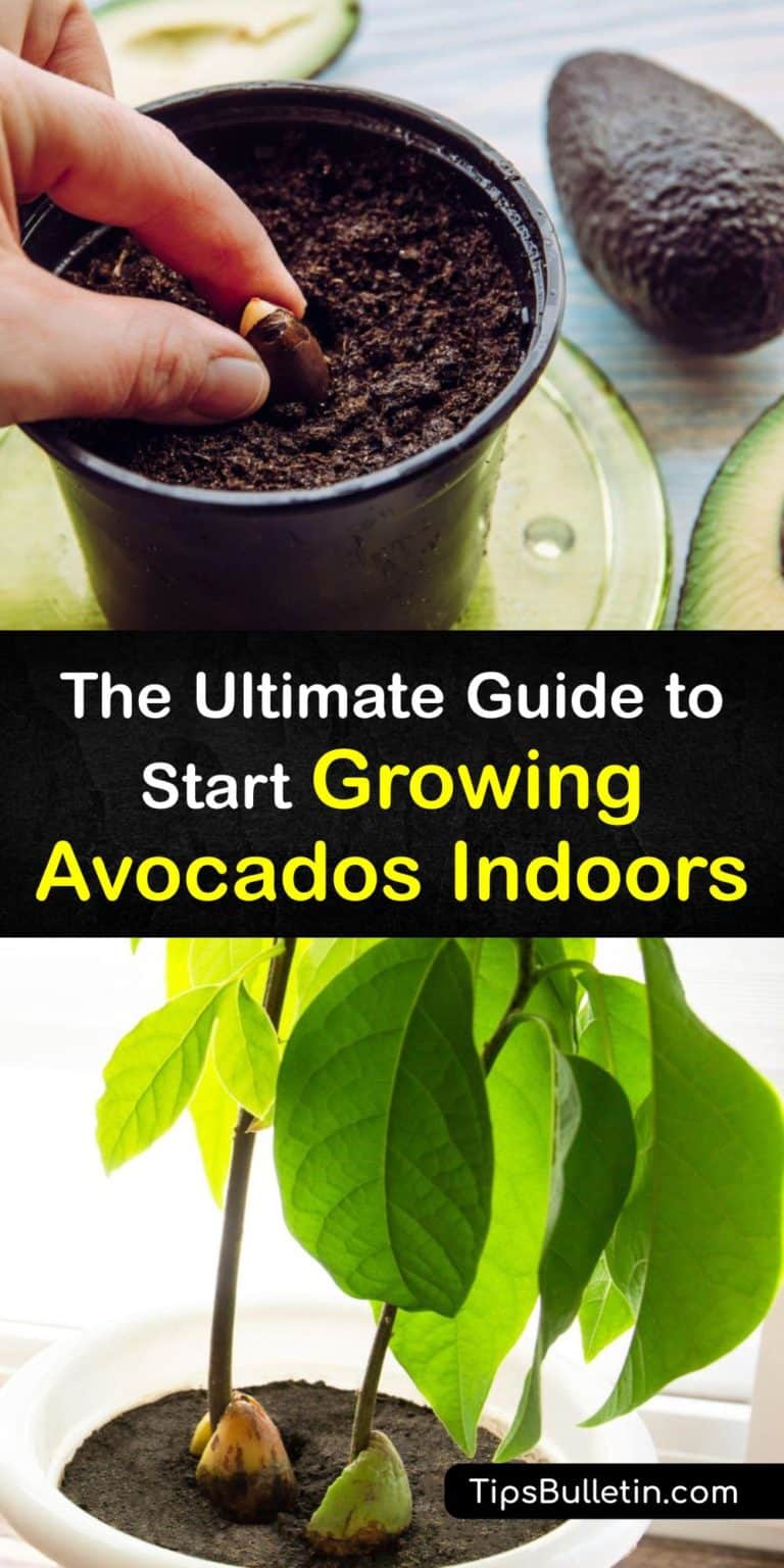 Indoor Avocado Growing - Fast Tricks for Planting Avocados Inside