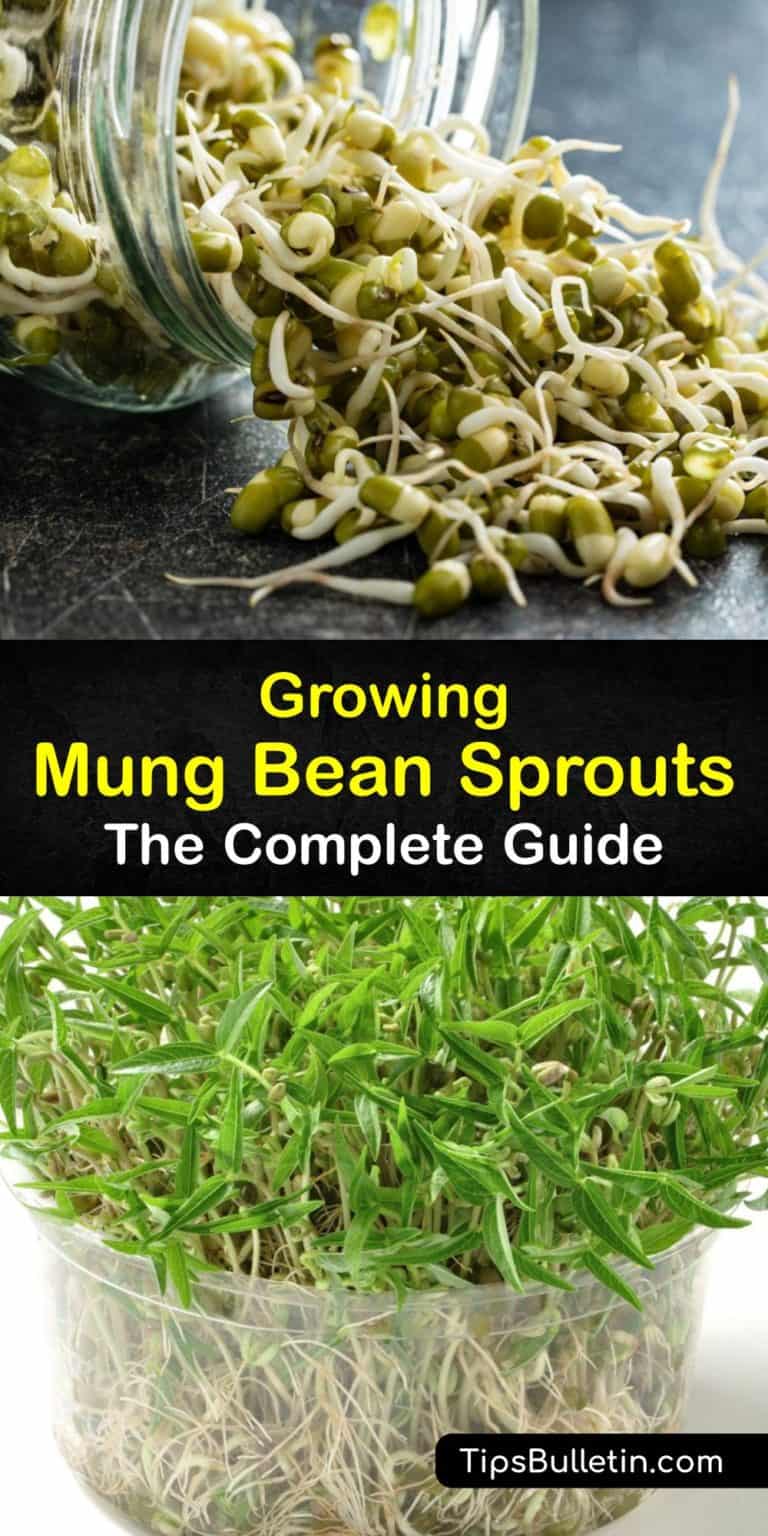 Growing Mung Bean Sprouts - Quick Tips for Planting Mung Bean Sprouts