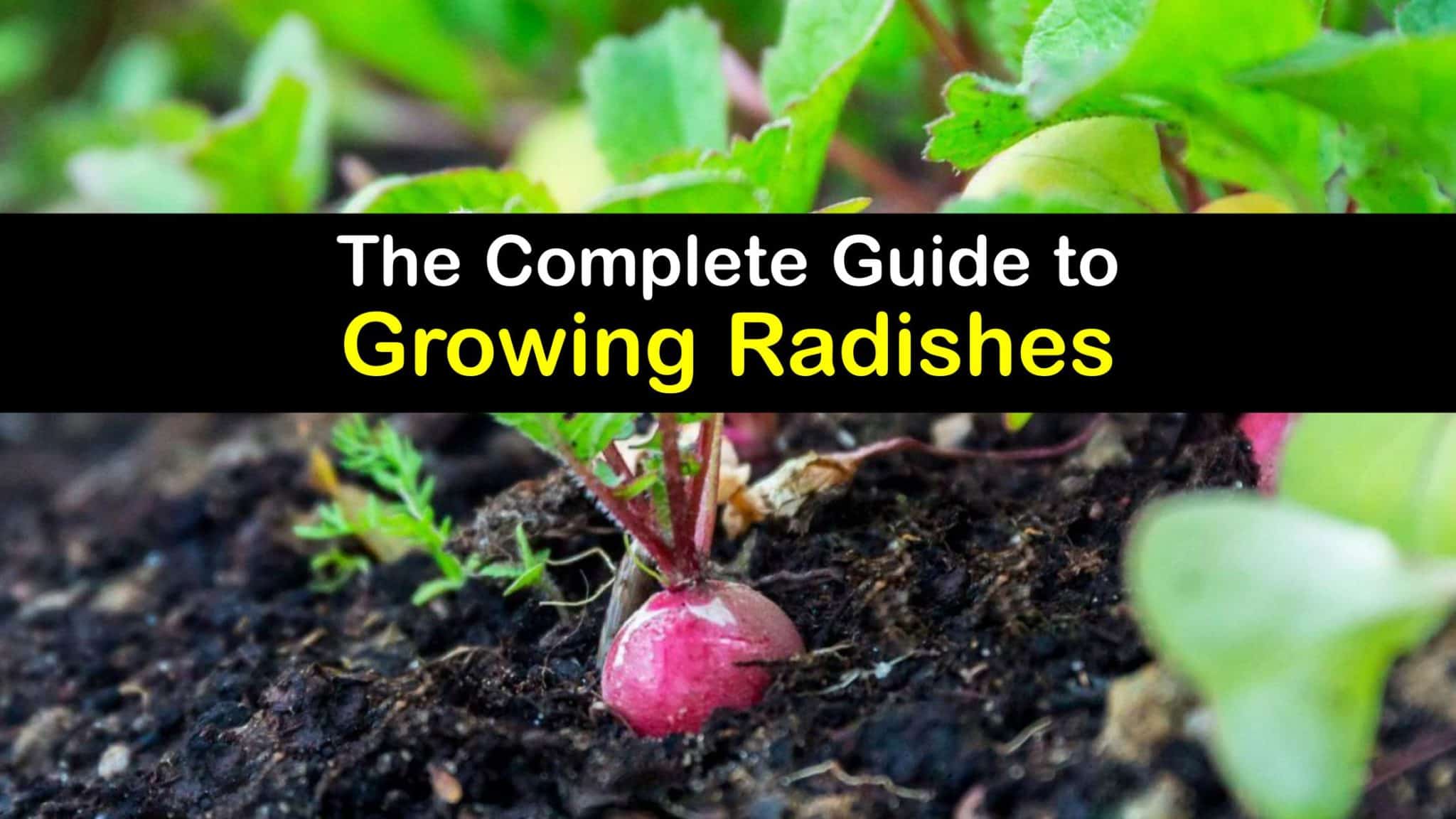 Radish Planting - Clever Tricks for Growing Radish Plants