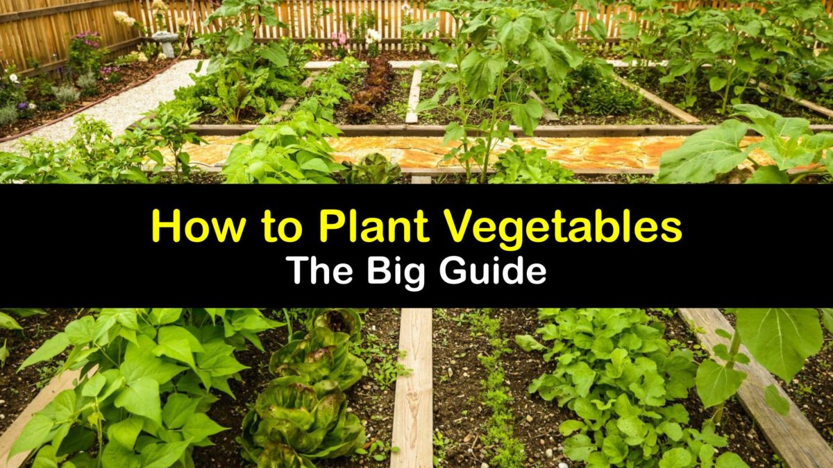 Vegetable Plant Care - Hands-on Tricks for Growing Veggies