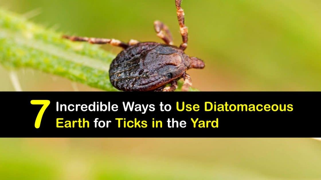 Yard Tick Control with DE - Diatomaceous Earth for Ticks