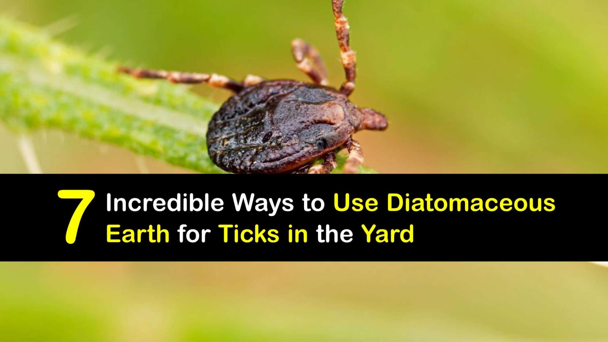 Yard Tick Control with DE - Diatomaceous Earth for Ticks