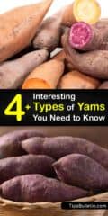 Common Yam Varieties - How to Identify Different Yam Types