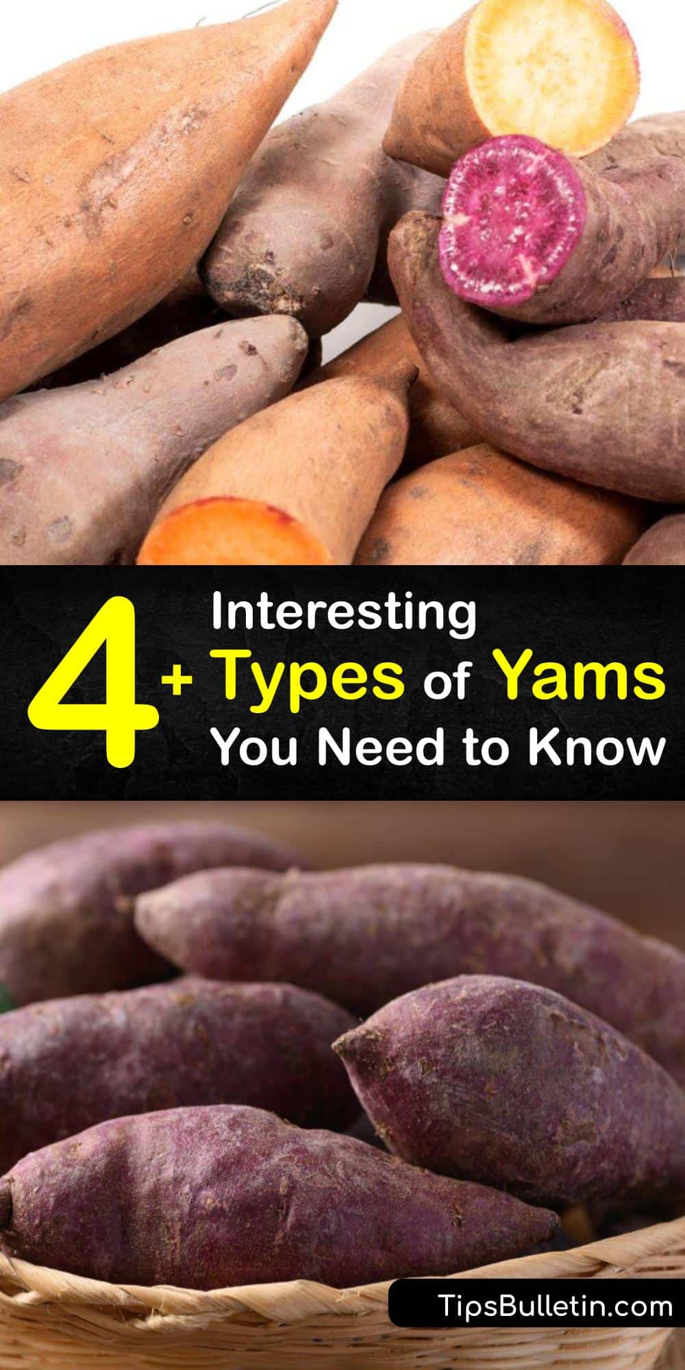 Common Yam Varieties - How to Identify Different Yam Types