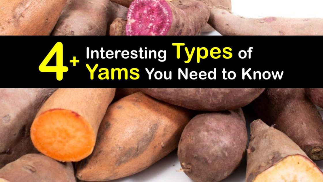 Common Yam Varieties - How to Identify Different Yam Types