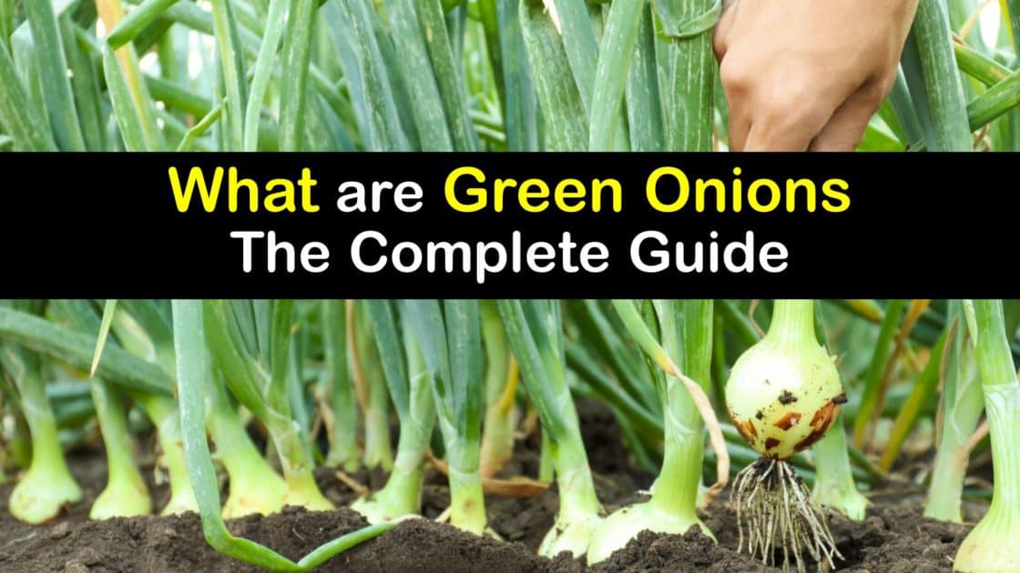 Green Onion Growing - Tips for Green Onion Types and Care