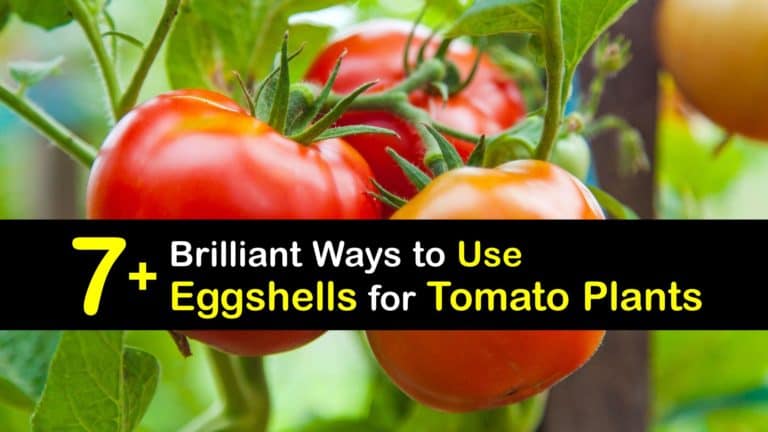 Homemade Tomato Fertilizer - Use Eggshells for Your Tomatoes