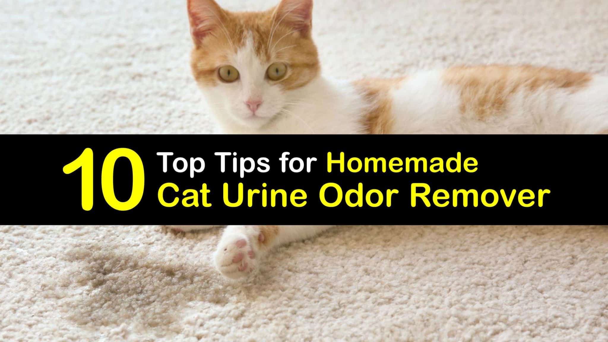 Cat Pee Smell Remover - Homemade Cat Urine Removal Solutions