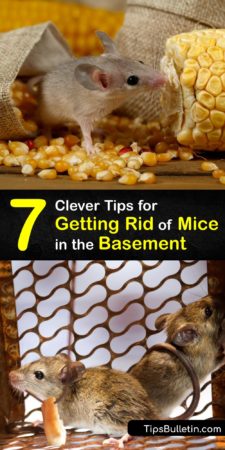 Mouse Control in the Cellar - Getting Rid of Mice in the Basement