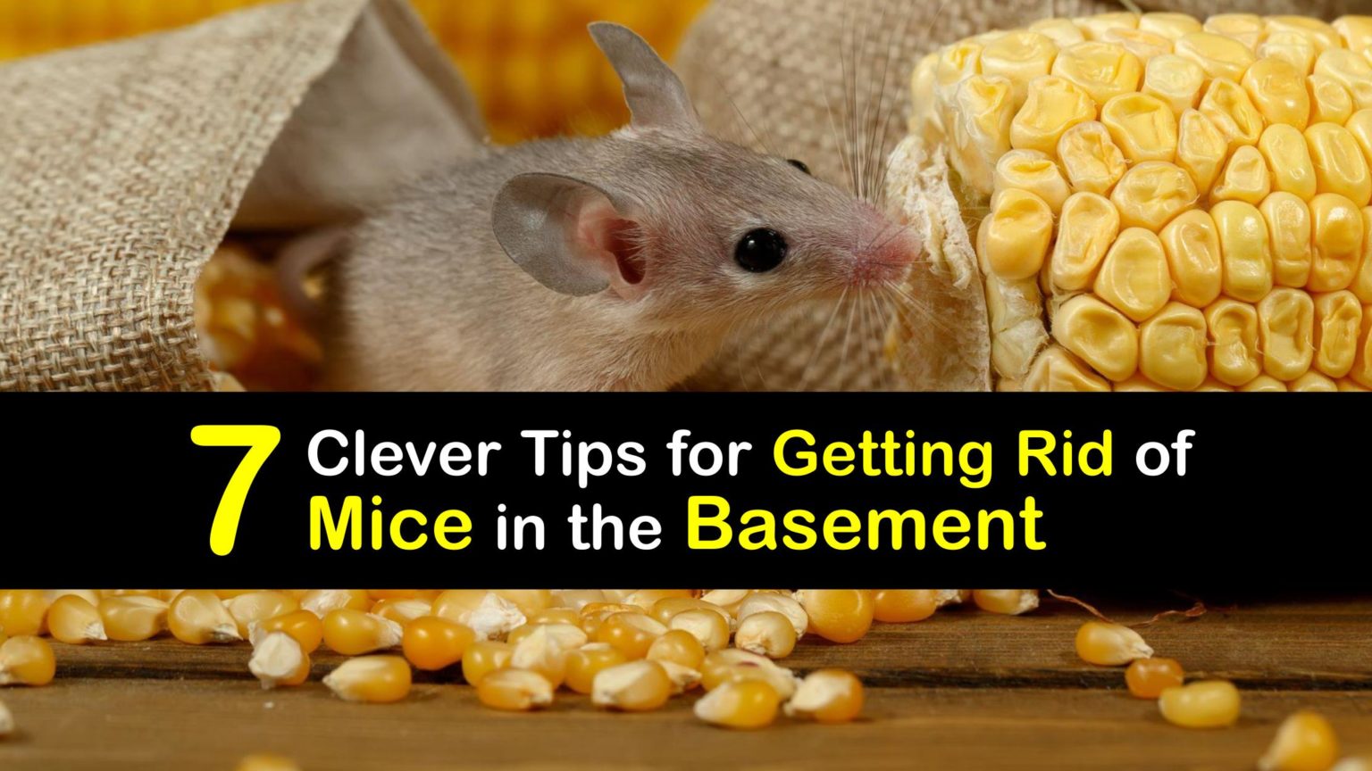 Mouse Control in the Cellar - Getting Rid of Mice in the Basement
