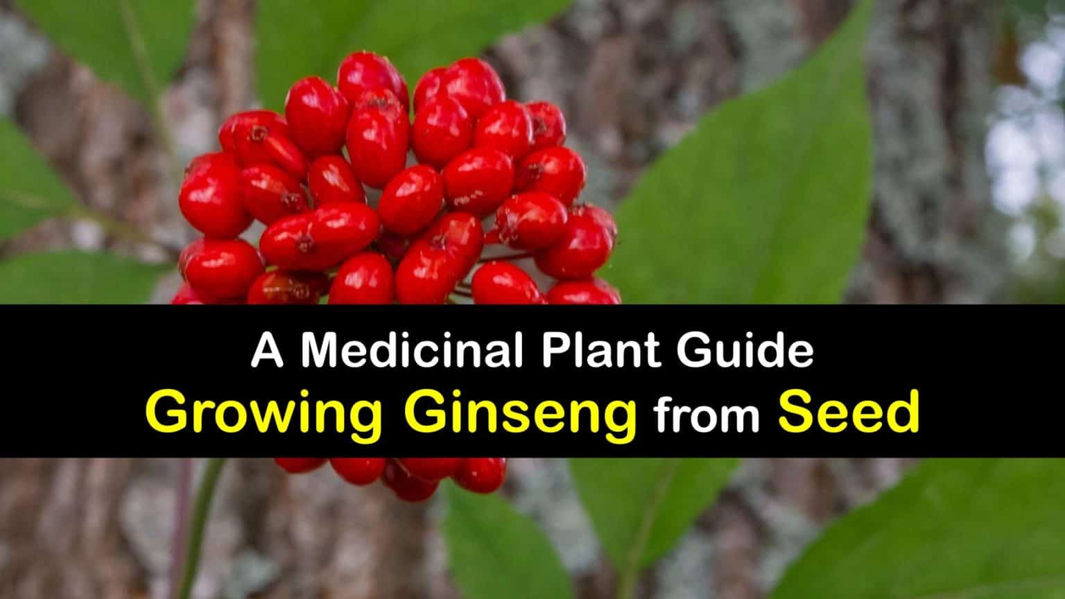 The Big Guide to Growing Ginseng from Seed