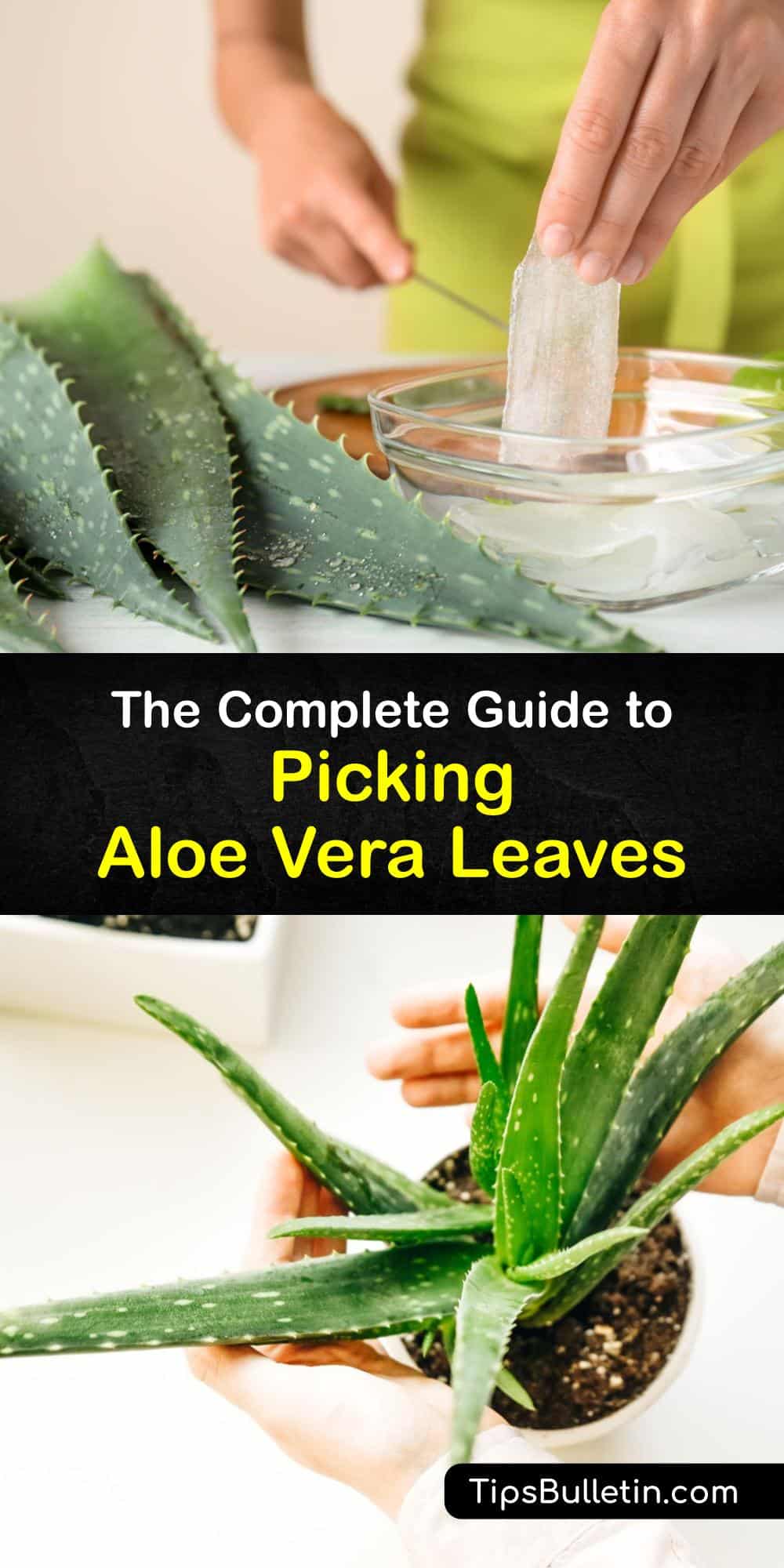Harvesting Aloe Vera How And When To Pick Aloe Vera Leaves