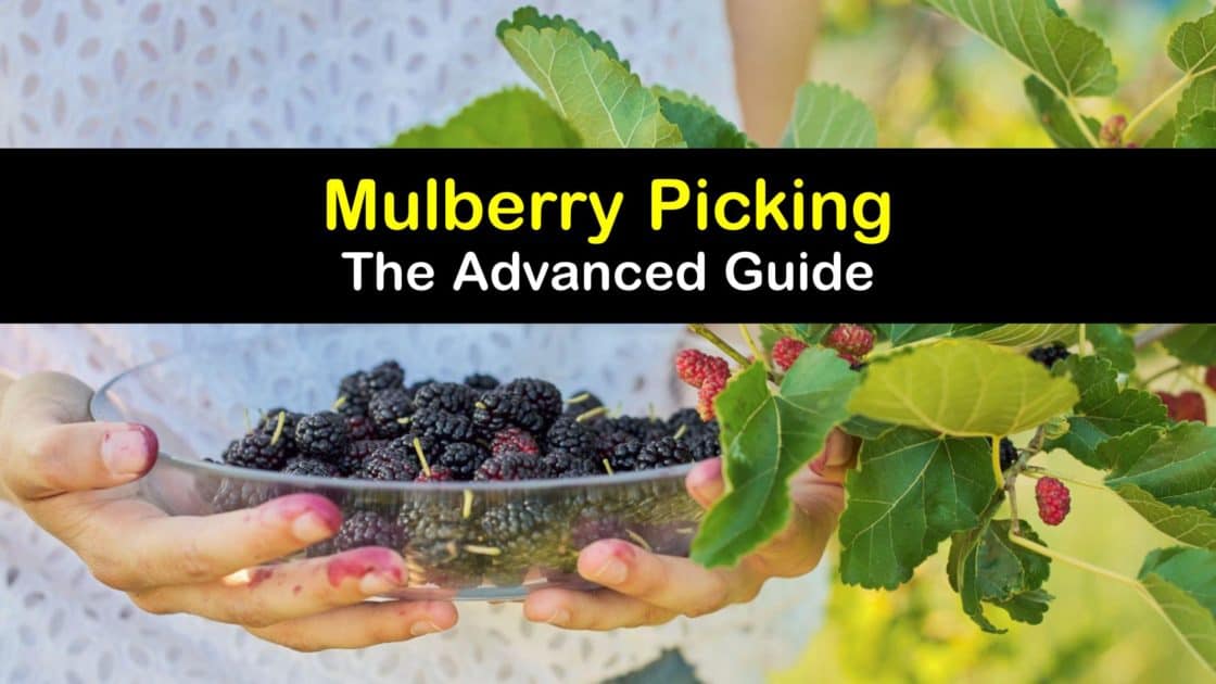 Mulberry Harvesting - How to Pick Mulberries