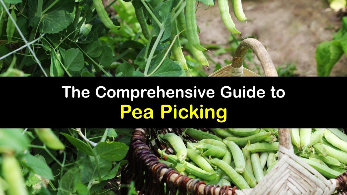 Harvesting Peas - How to Pick Peas