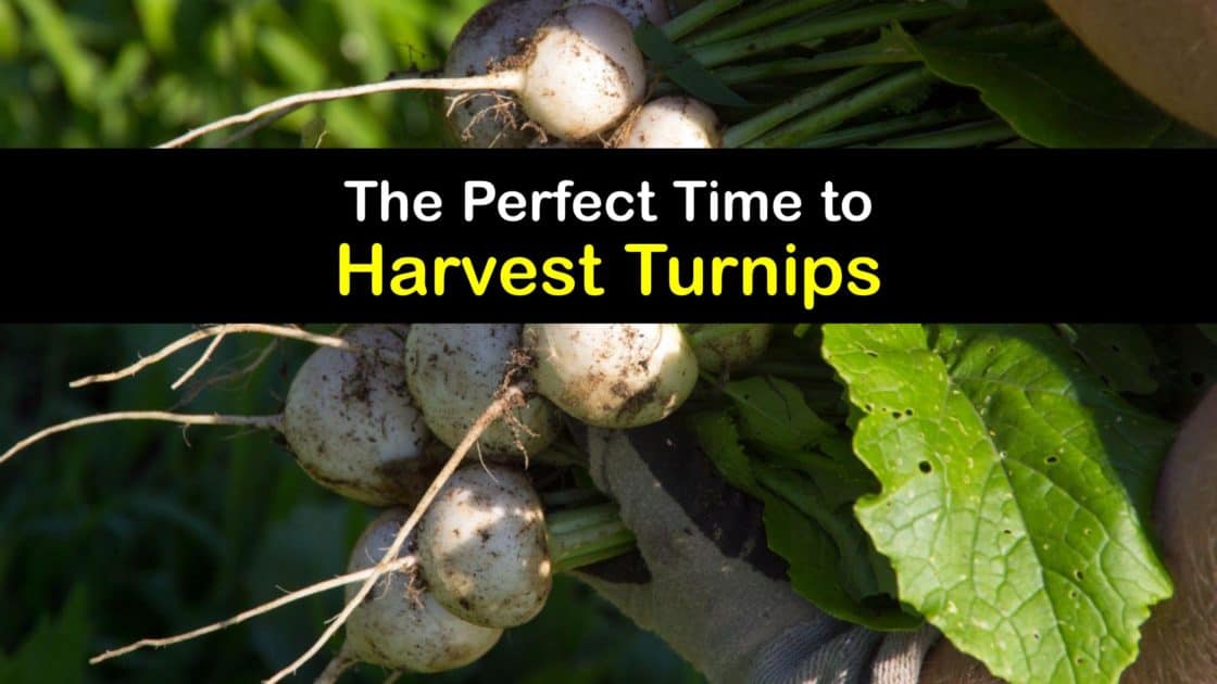 Turnip Harvest Time - How and When to Pick Turnips