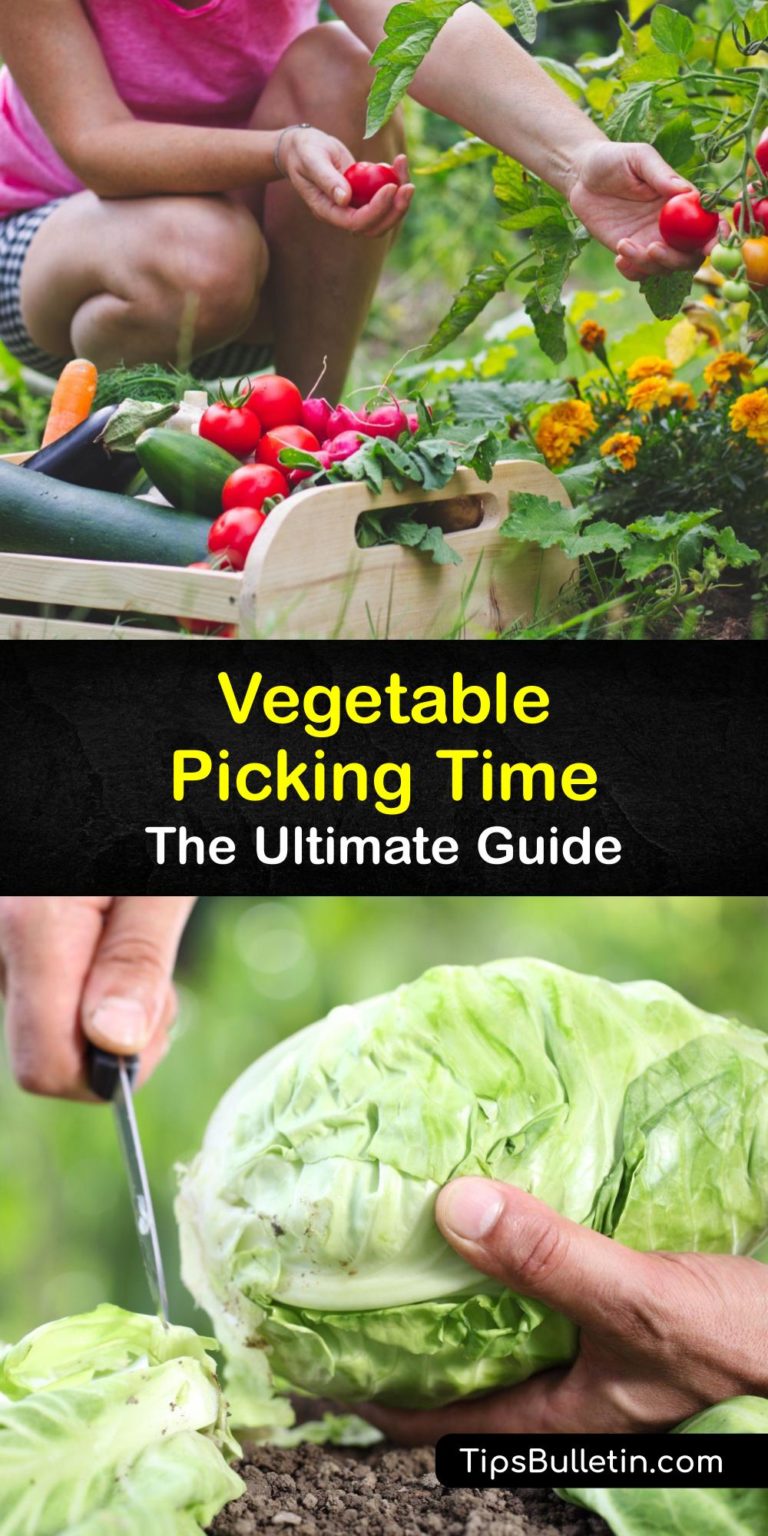 Vegetable Harvesting - How to Pick Vegetables