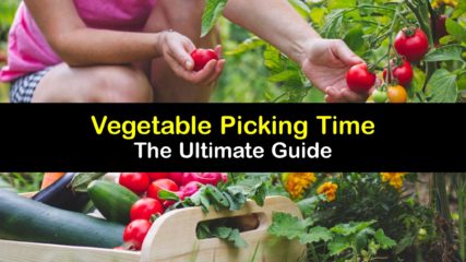 Vegetable Harvesting - How to Pick Vegetables