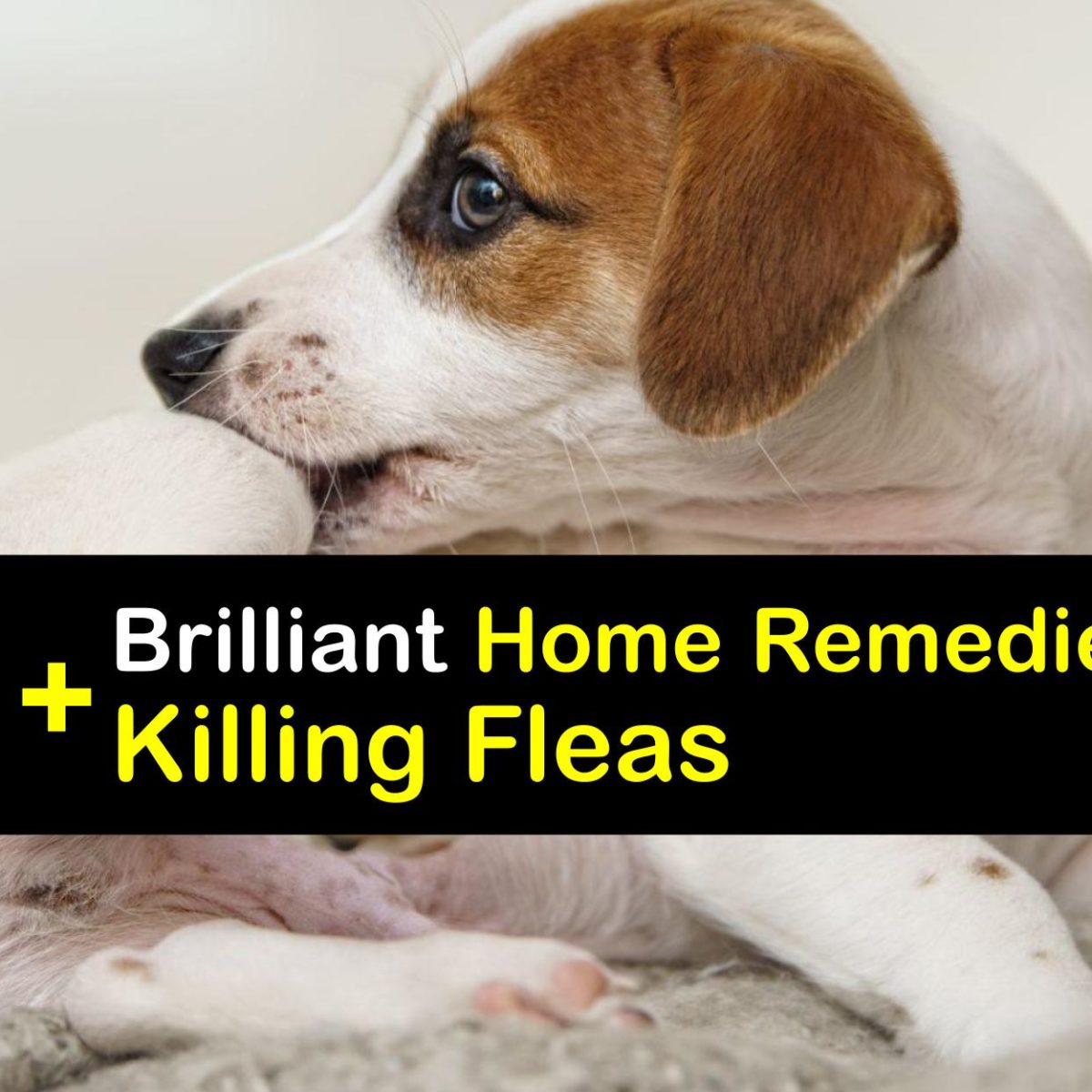 What Home Remedy Will Kills Ringworm On Dogs