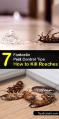 Killing Roaches - Step-by-Step Tips for Getting Rid of Cockroaches