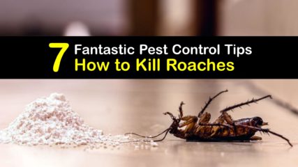 Killing Roaches - Step-by-Step Tips for Getting Rid of Cockroaches