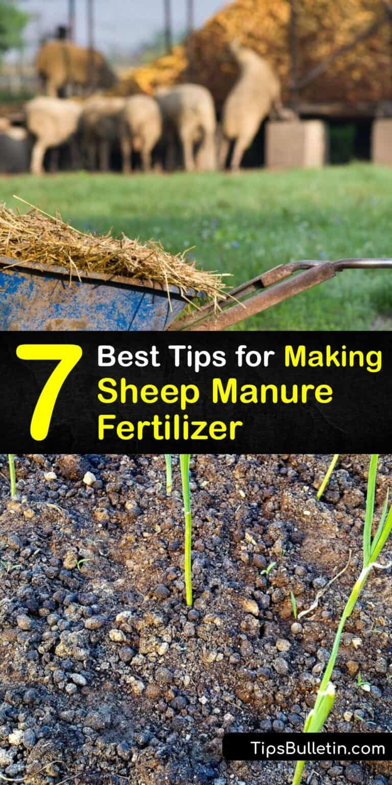 Fertilizing with Sheep Manure - Adding Sheep Dung to Compost