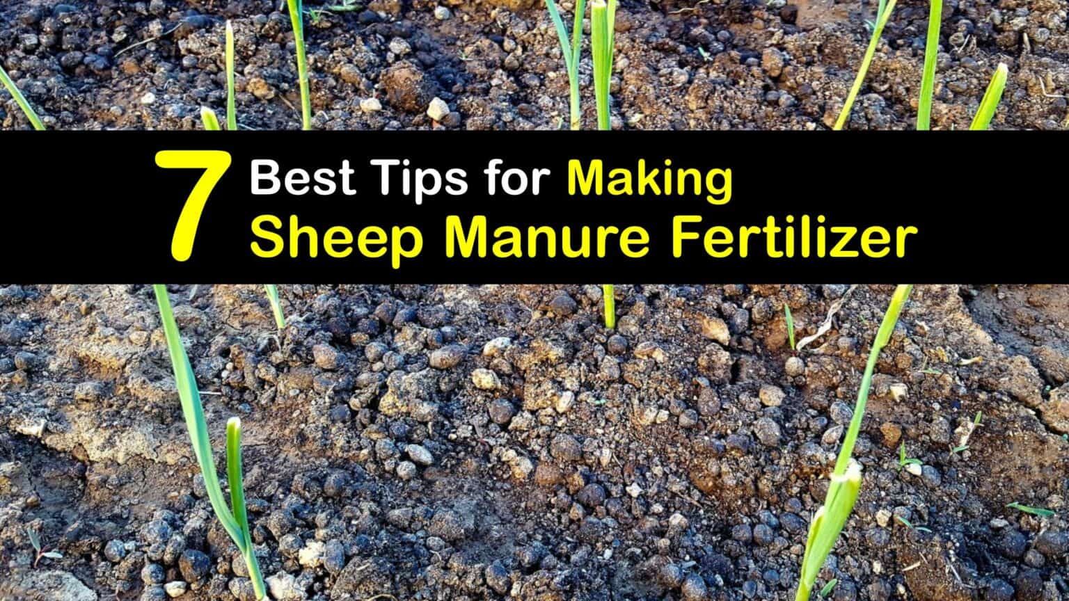 Fertilizing with Sheep Manure - Adding Sheep Dung to Compost