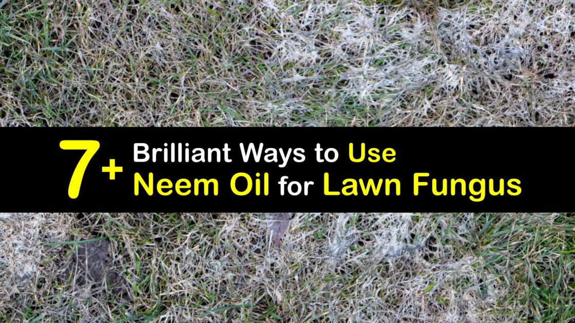Kill Lawn Fungus with Neem Oil - Guide for Dealing with Grass Problems