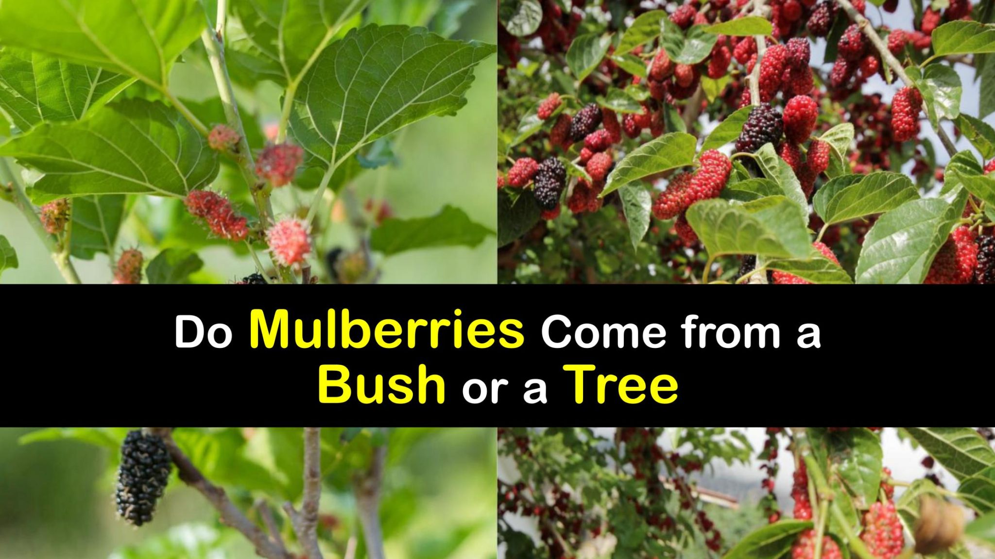Mulberry Bush vs Mulberry Tree - Which is It