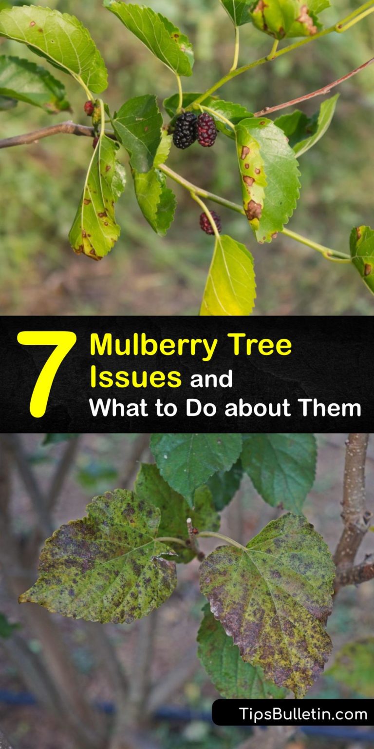 Mulberry Tree Problems - Diseases that Damage Mulberry Trees