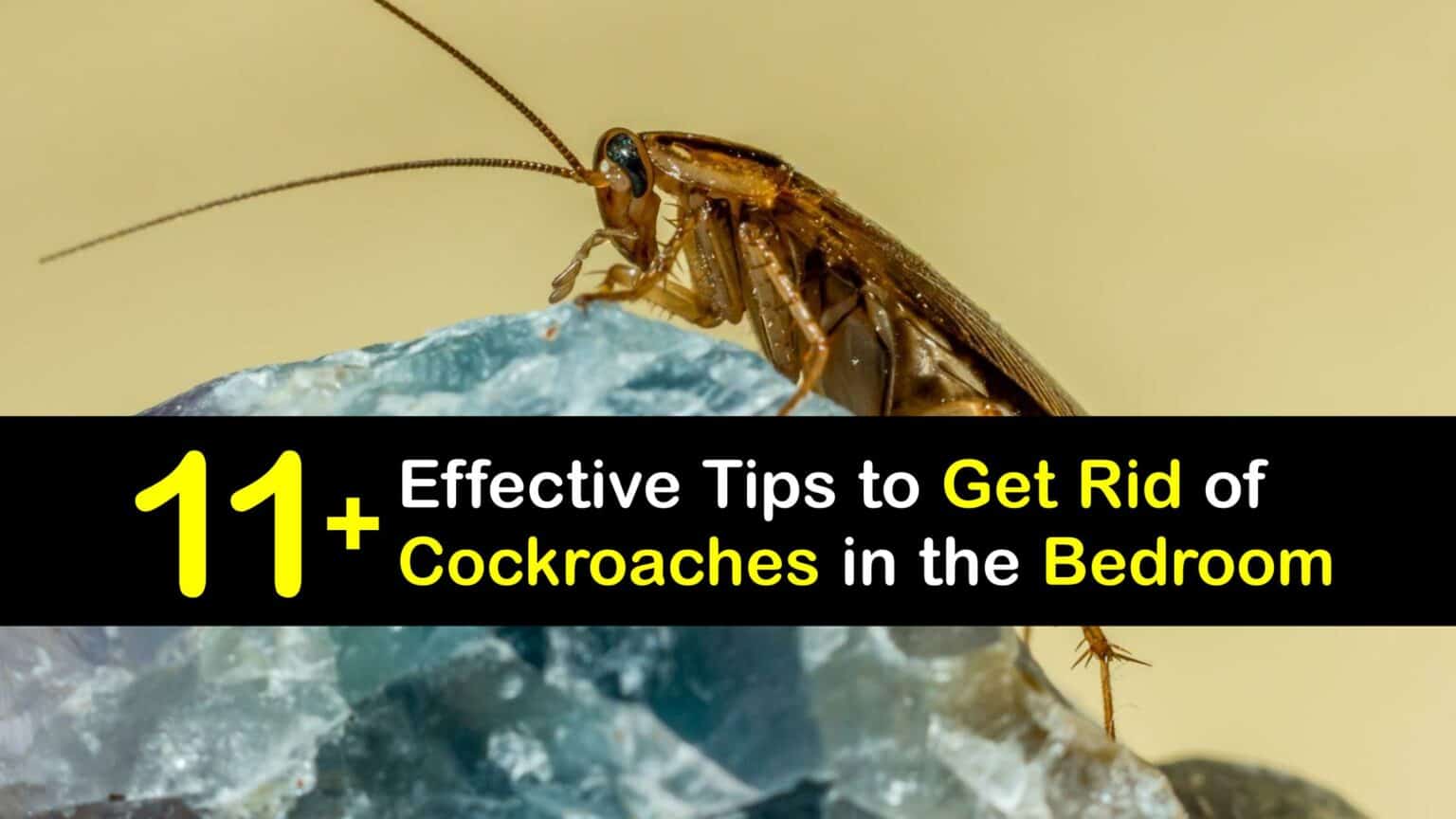 Bedroom Roach Control - Tips for Getting Rid of Cockroaches