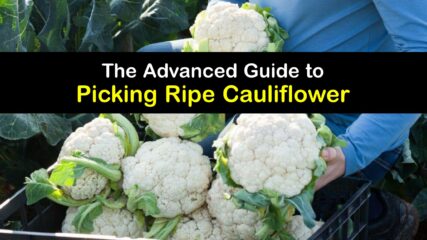 Cauliflower Harvest Time - How and When to Pick Cauliflower