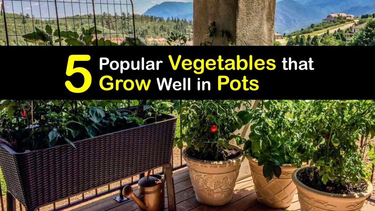 Potted Vegetables - Ideal Vegetables for Container Growing