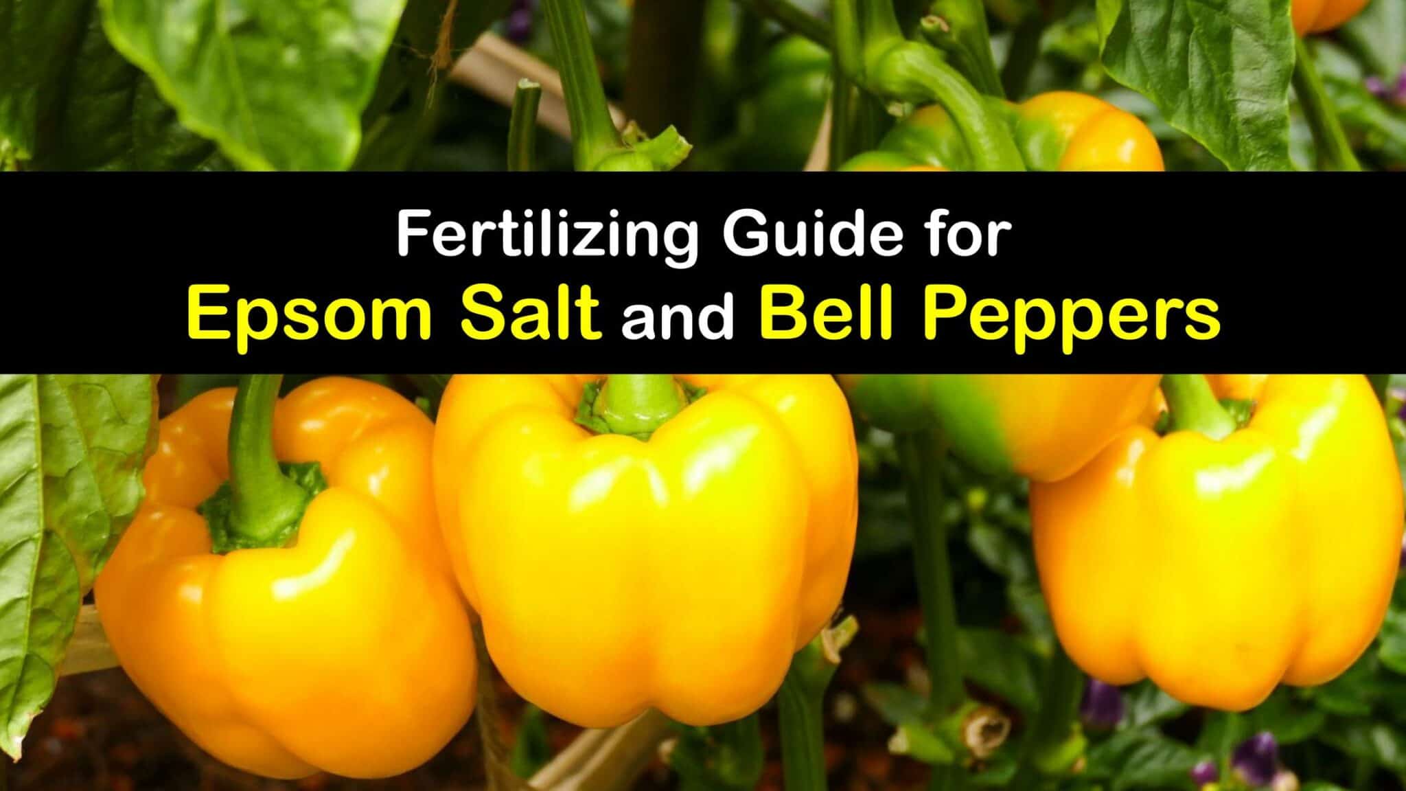 DIY Bell Pepper Fertilizer - Epsom Salt for Bell Pepper Plants