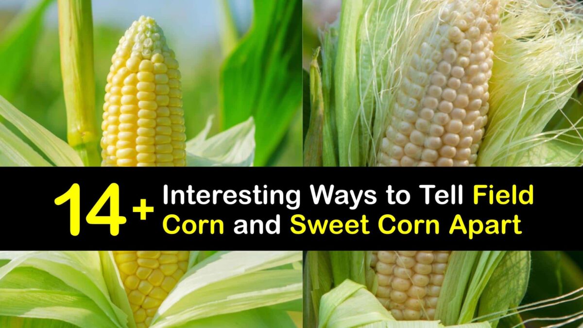 Differences between Field Corn and Sweet Corn - Corn Varieties
