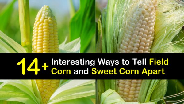Differences between Field Corn and Sweet Corn - Corn Varieties Differences between Field Corn and Sweet Corn - Corn Varieties