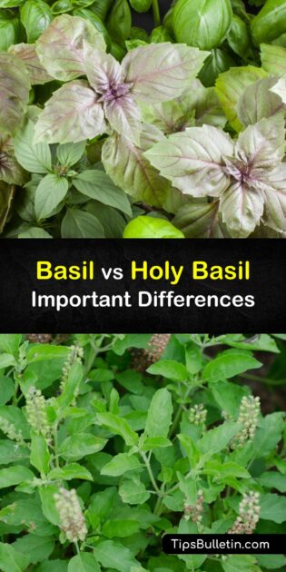 How are Basil and Holy Basil Different - Basil Differences