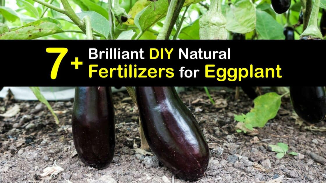 Fantastic Organic Eggplant Fertilizers - Fertilizing Eggplant Plants