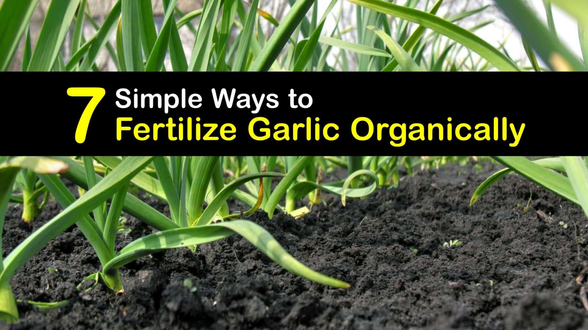Garlic Fertilizer - Natural Garlic Plant Food