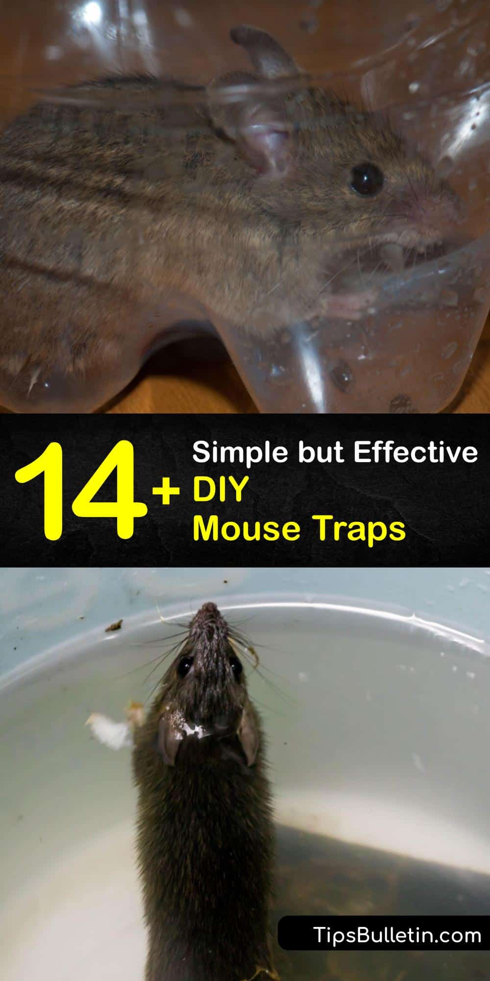 Trapping Mice at Home - Simple DIY Mouse Traps
