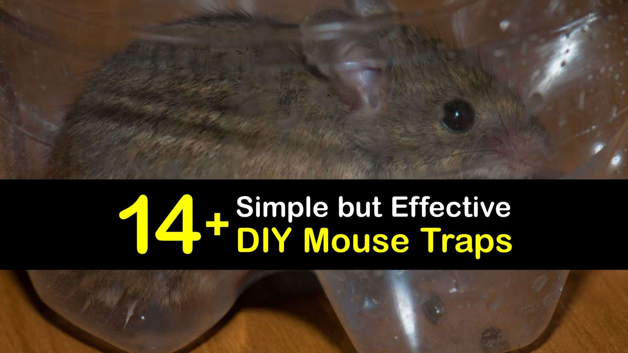 Trapping Mice at Home - Simple DIY Mouse Traps