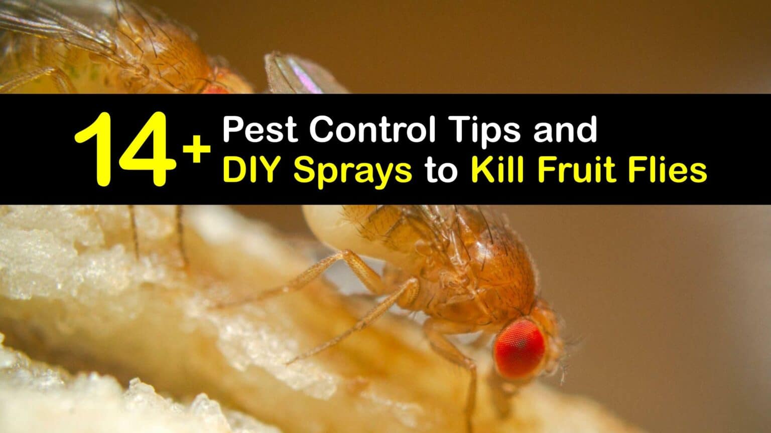 Killing Fruit Flies Amazing Sprays To Kill The Fruit Fly